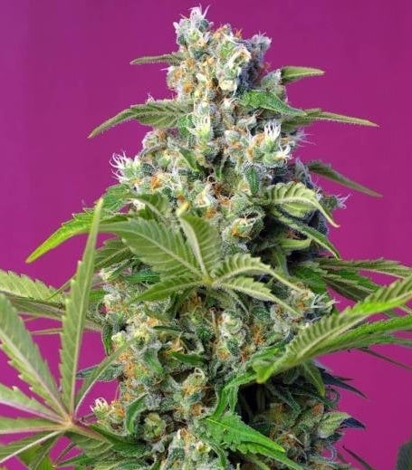 Gorilla Girl – All GenetiX